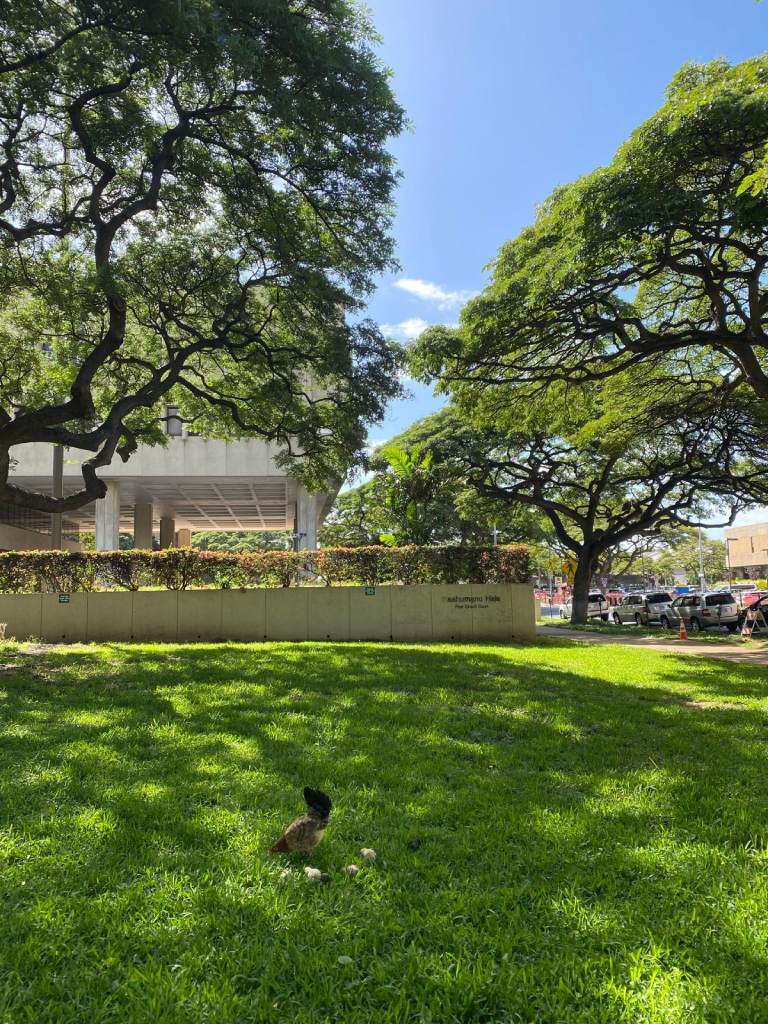 Coconut Tree Installation | Kukio Landscape Project - Aina Landscaping